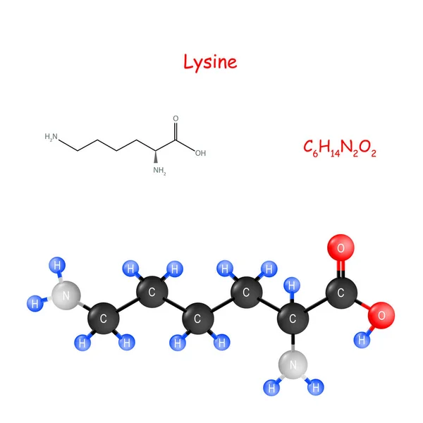 Lisina. Fórmula estructural química y modelo de molécula. 2024