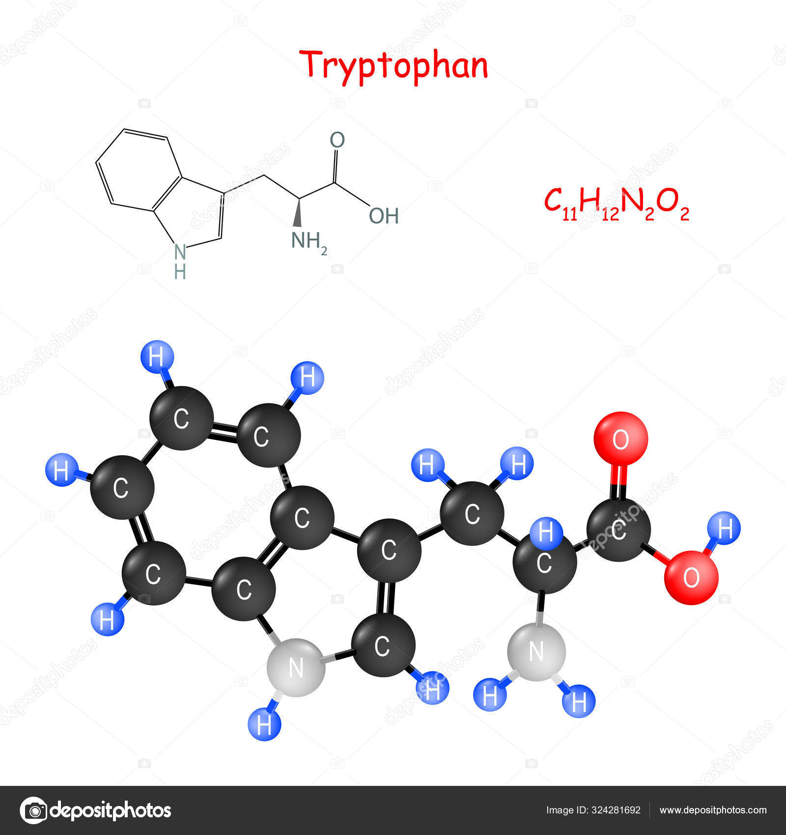 Tryptophan Amino Acid