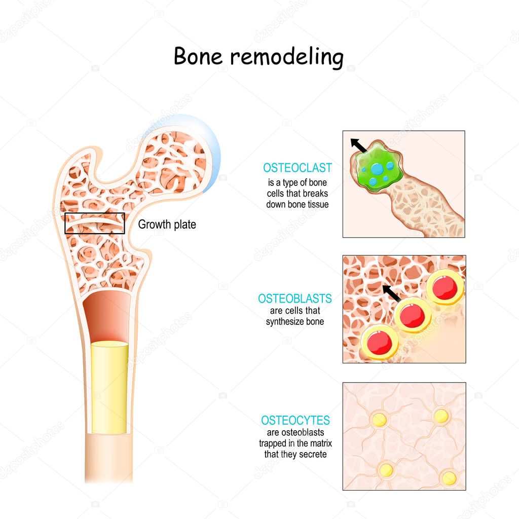 proceso de remodelación ósea. Osteoblastos, osteoclastos y osteocitos. 2022