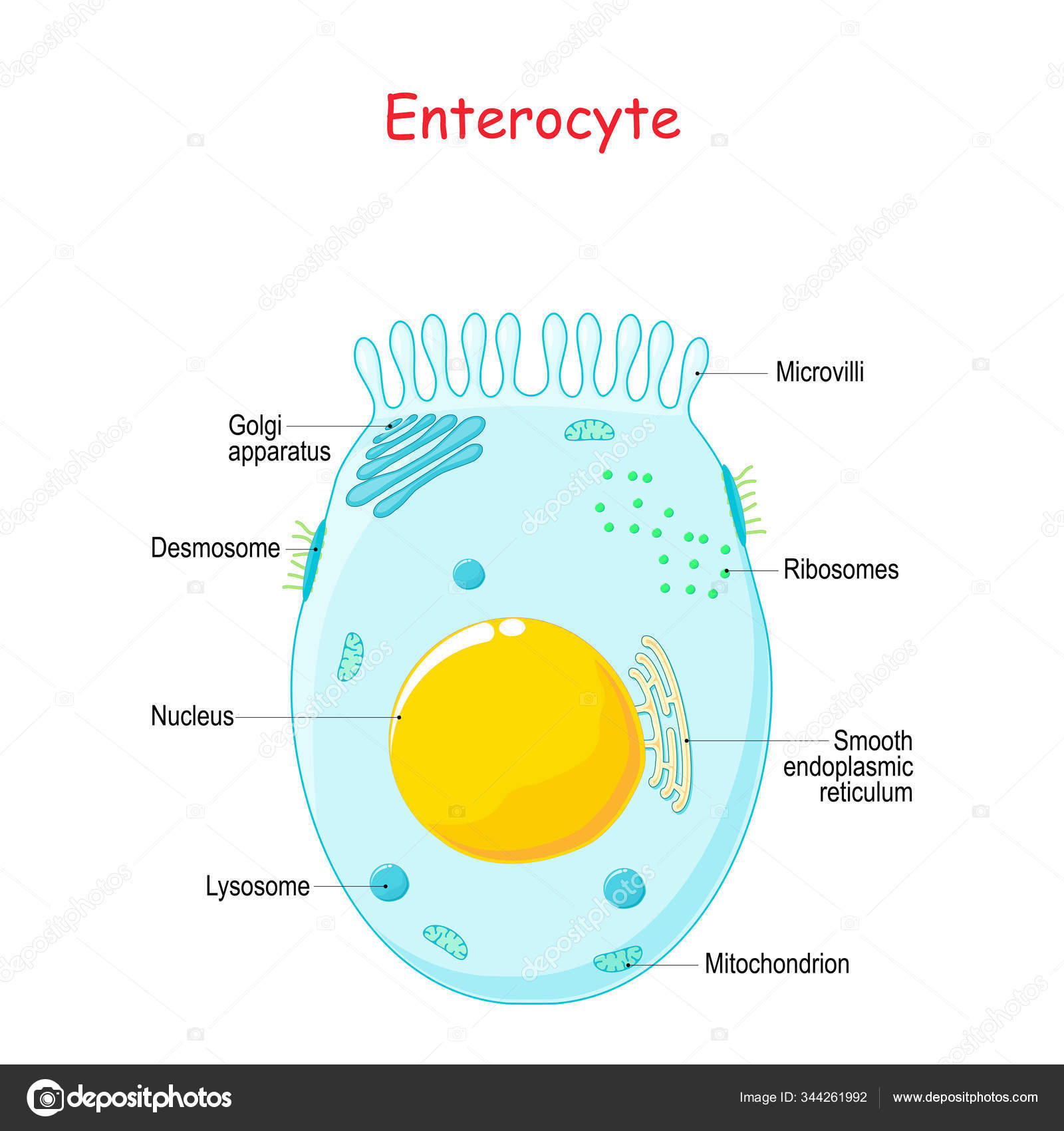 Enterócito. Estrutura do epitélio absortivo intestinal ce imagem ...