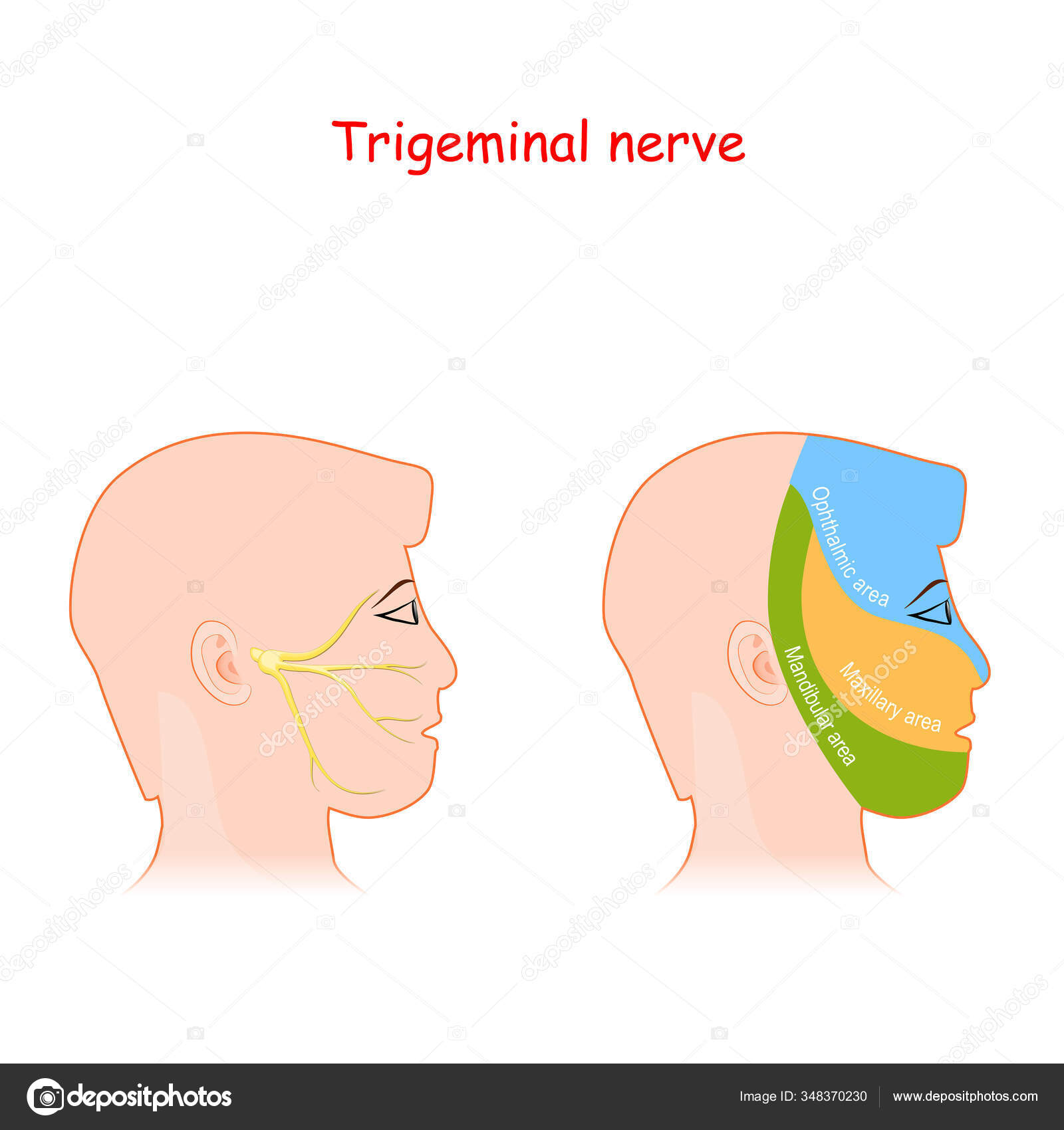 Ramas Del Nervio Trigémino