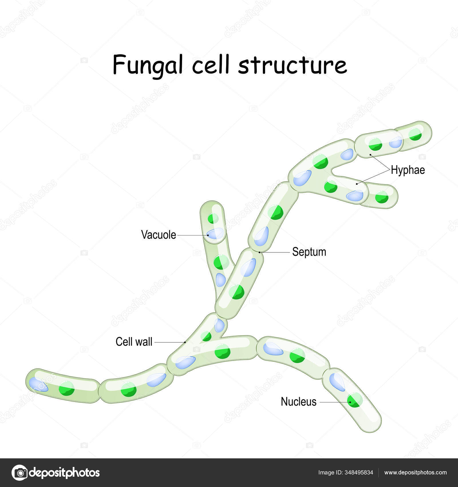Diagrama De Celulas De Fungos