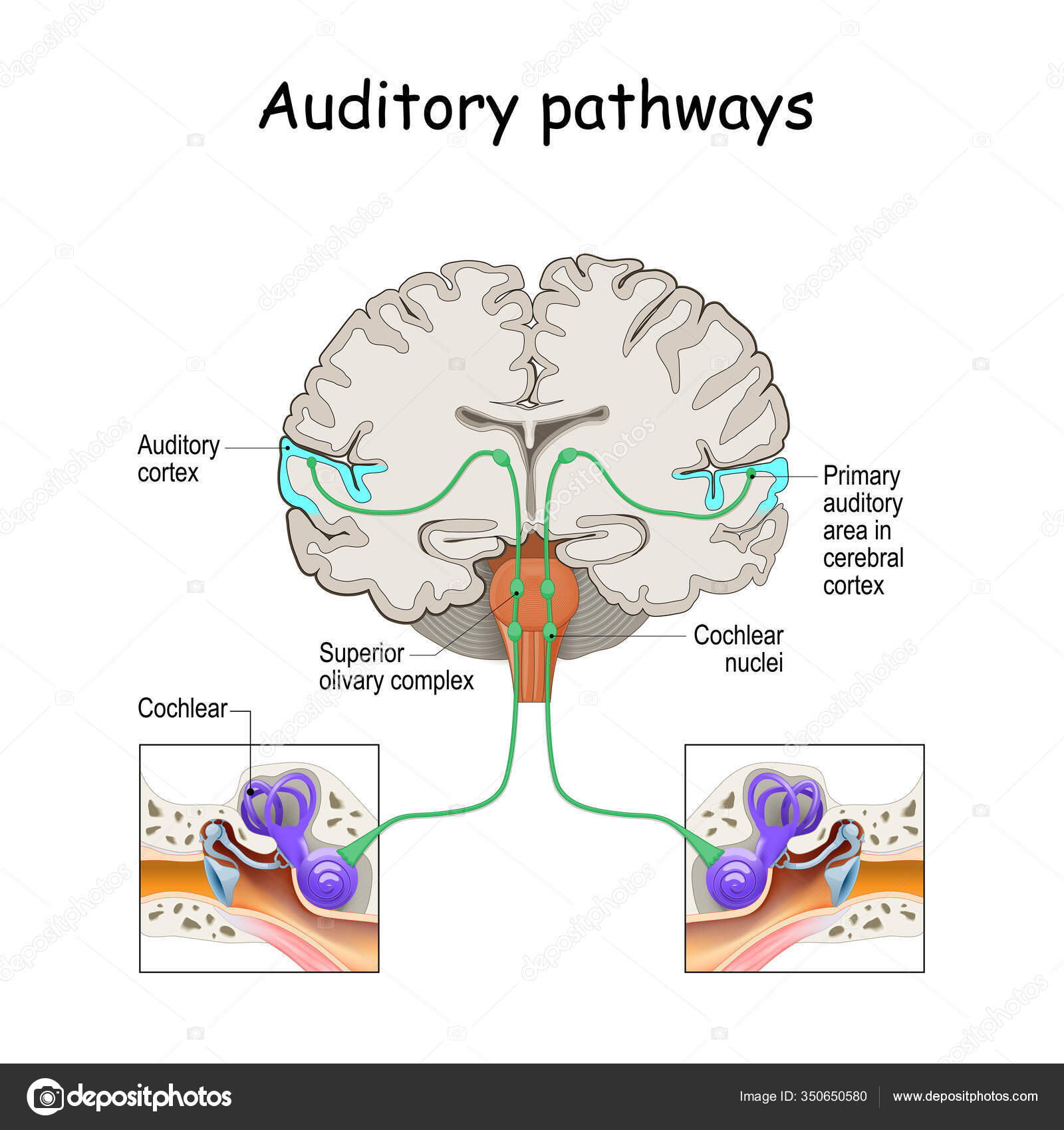Auditory Pathways Cochlea Ear Cortex Brain Sound Localization Anatomy ...