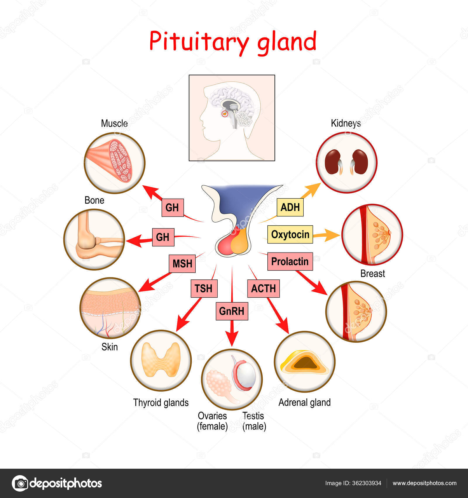 Hormoni Glandei Pituitare Cei Doi Lobi Anteriori Posterori Funcționează ...