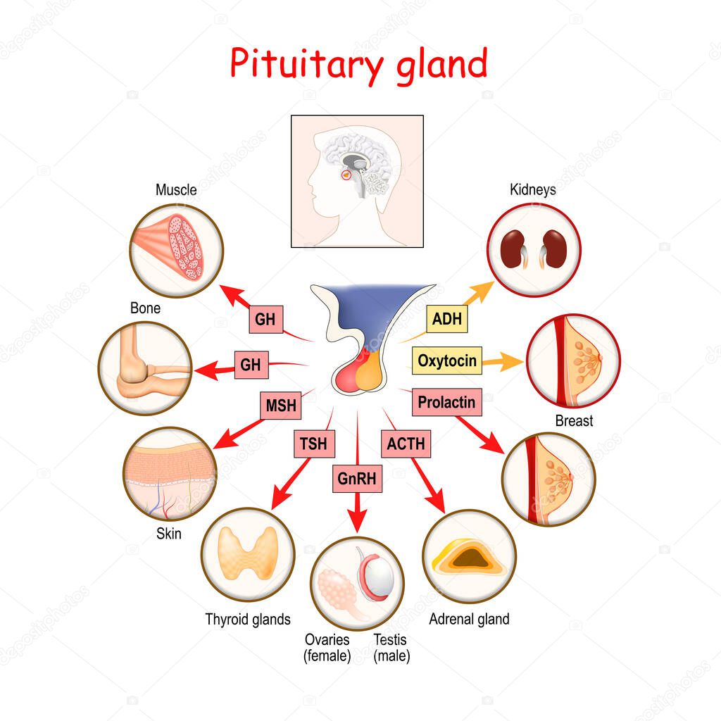 hormonas de la gl ndula pituitaria. Los dos l bulos, anterior y posterior, funcionan como gl ...