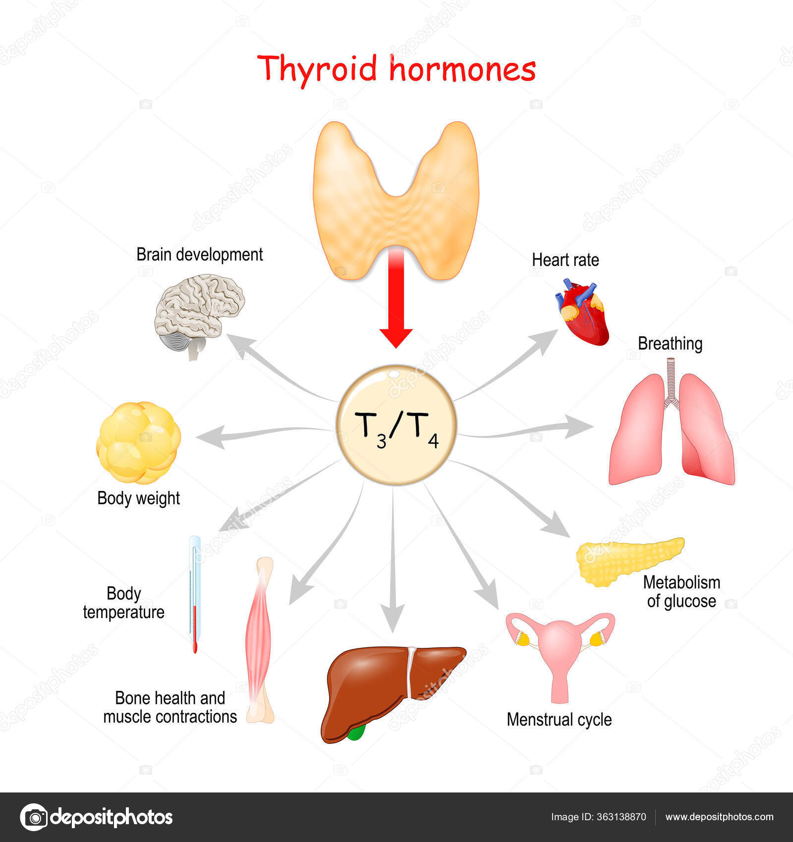 Human Thyroid Function
