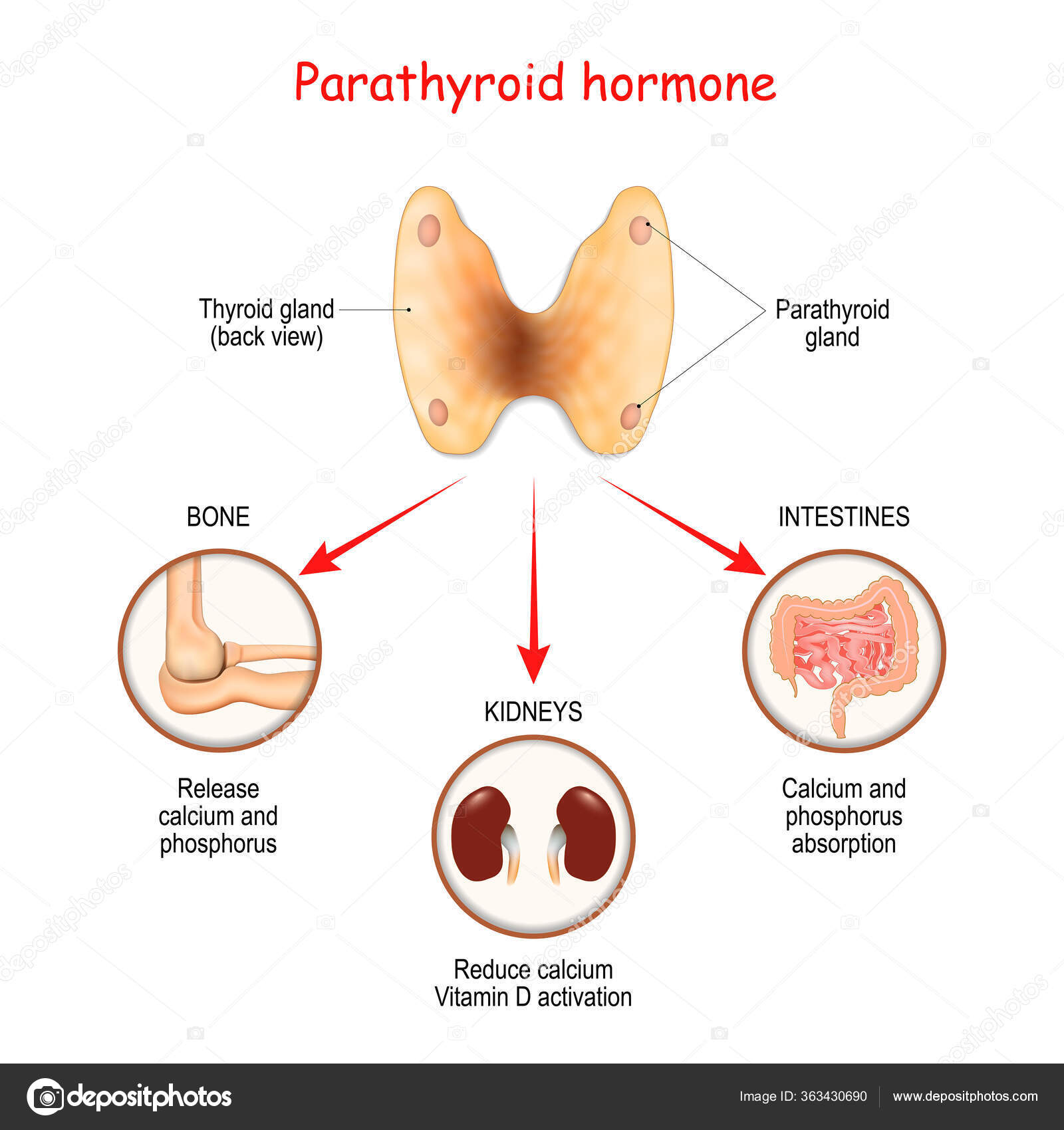 Parathyroid Follicles