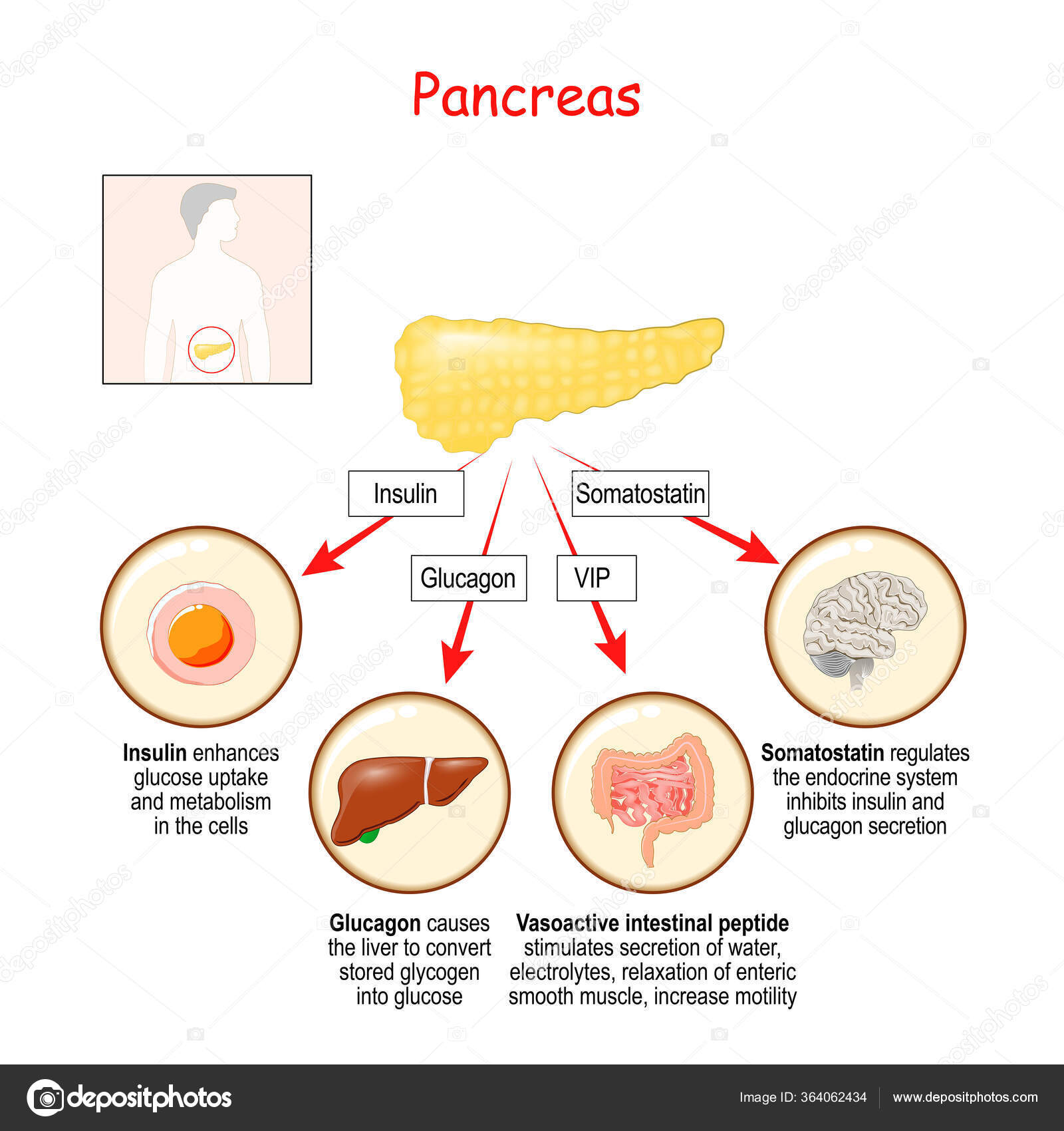 Hormones Pancreas Gland Human Organs Respond Hormones Insulin Glucagon ...