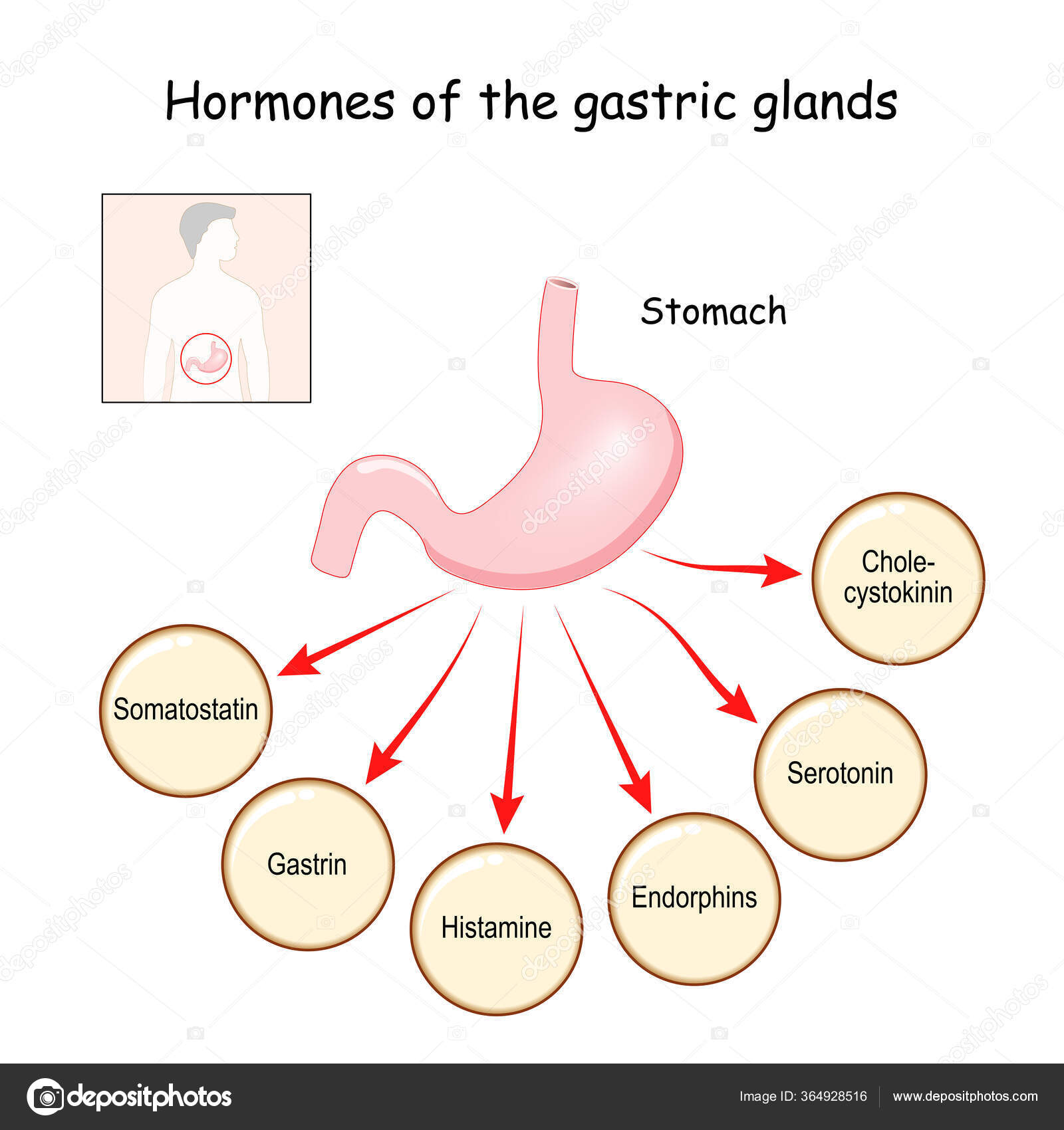 Hormones Gastric Glands Cholecystokinin Serotonin Endorphins Histamine