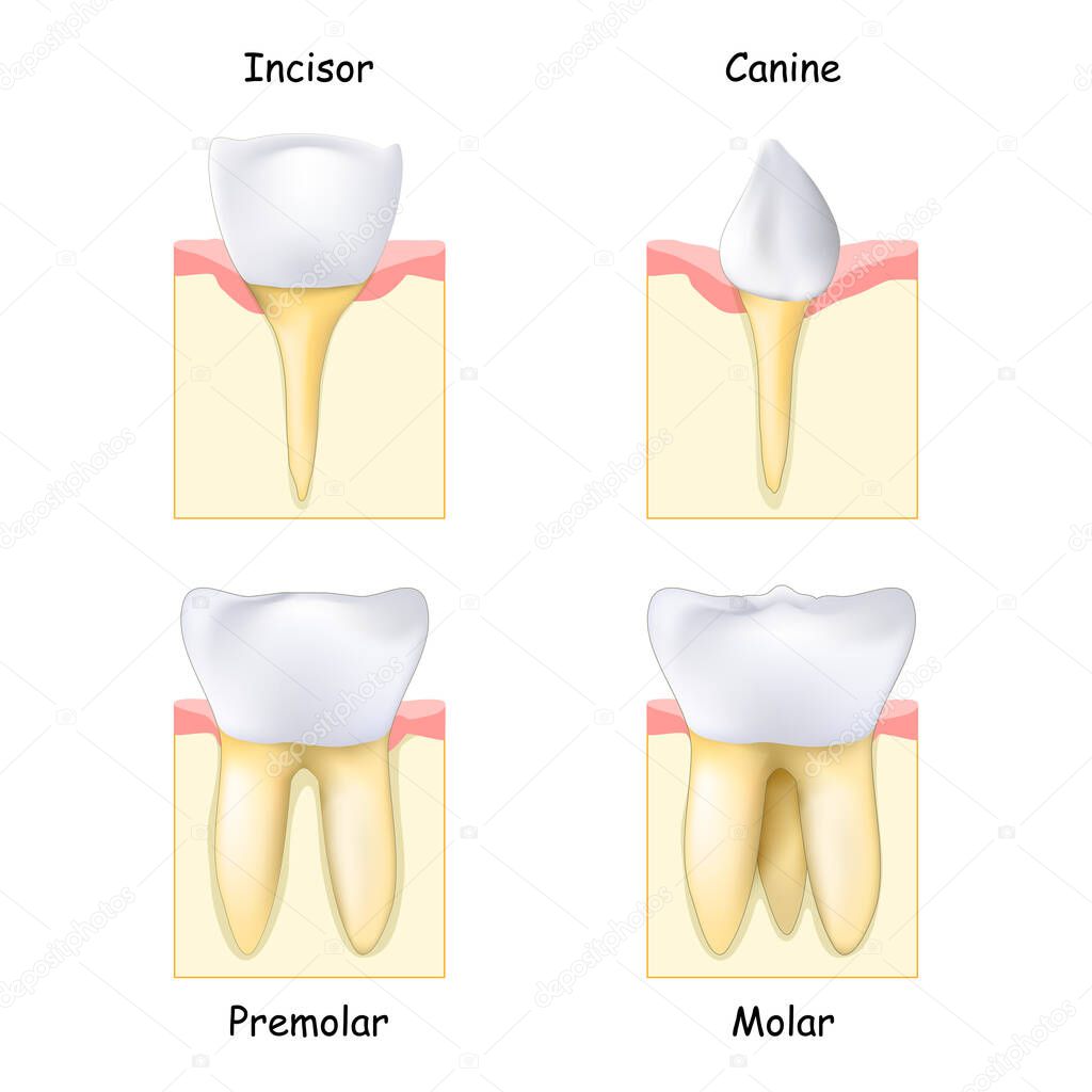 Diferentes Tipos Dientes Desde Caninos Incisivos Hasta Molares ...
