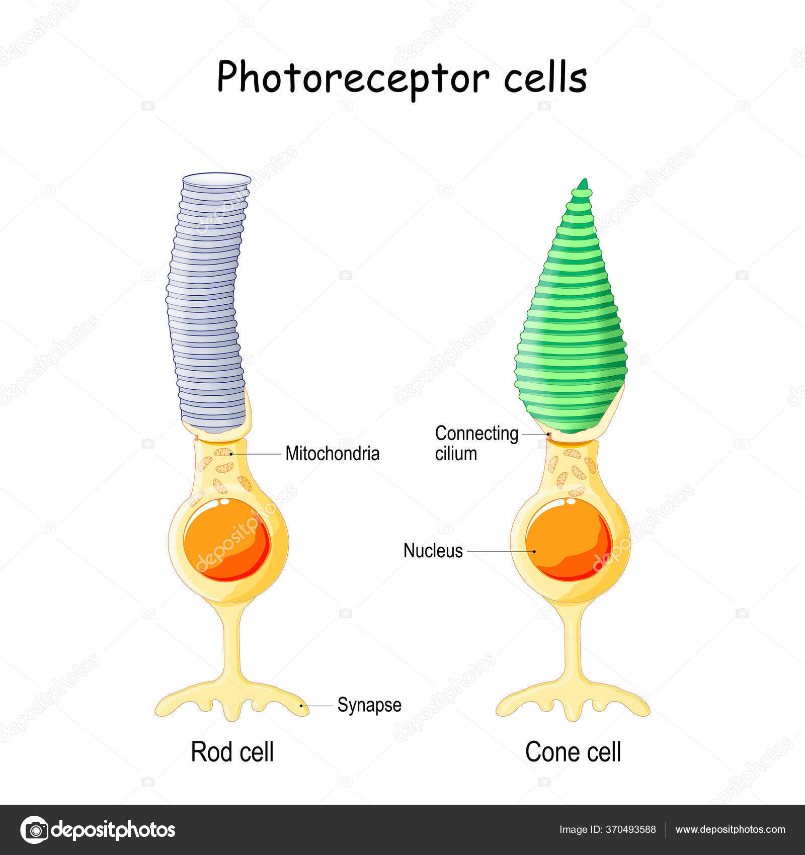 Eye Cone Cell New Nanomaterial For Retinal Implants Could Someday Help