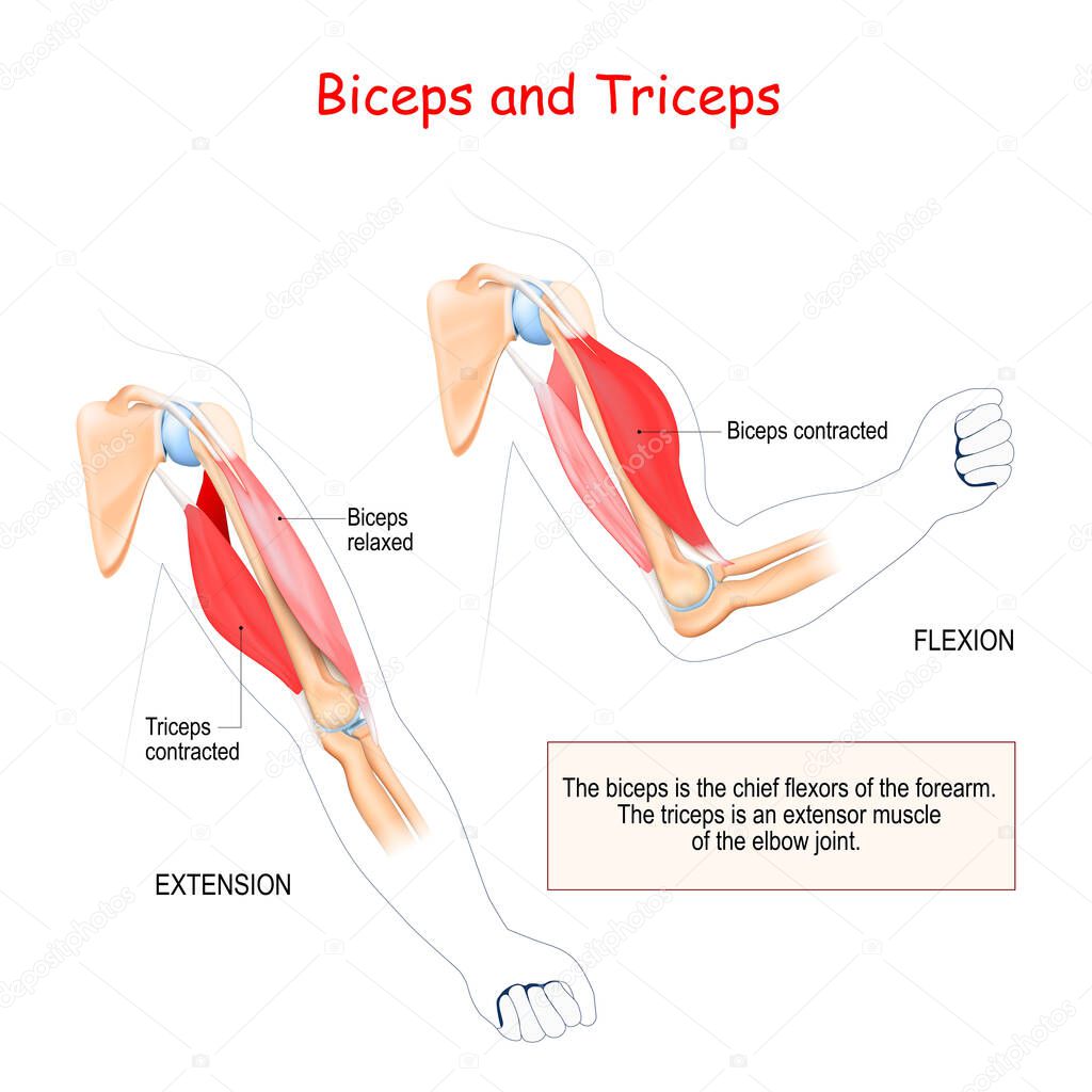 Diagramma Tricipite Anterior View Of Upper Arm Muscles