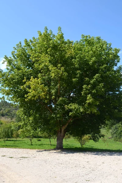 Giant shade tree Stock Photos, Royalty Free Giant shade tree Images ...