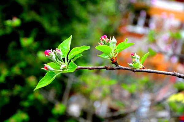 Apple trees in orchard. Nice flower in early spring. The first flowers ...