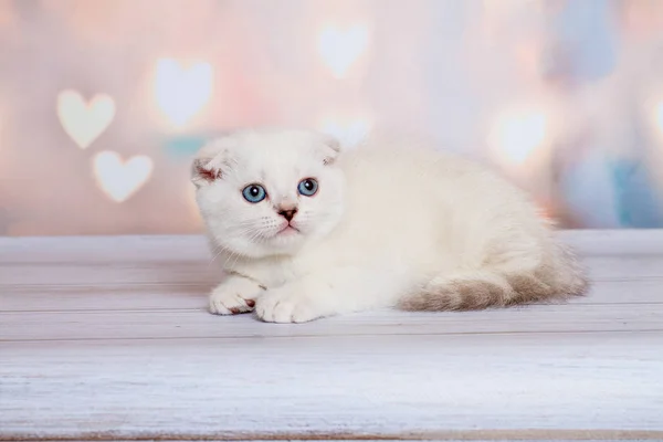 Diamond kitty Stock Photos, Royalty Free Diamond kitty Images ...