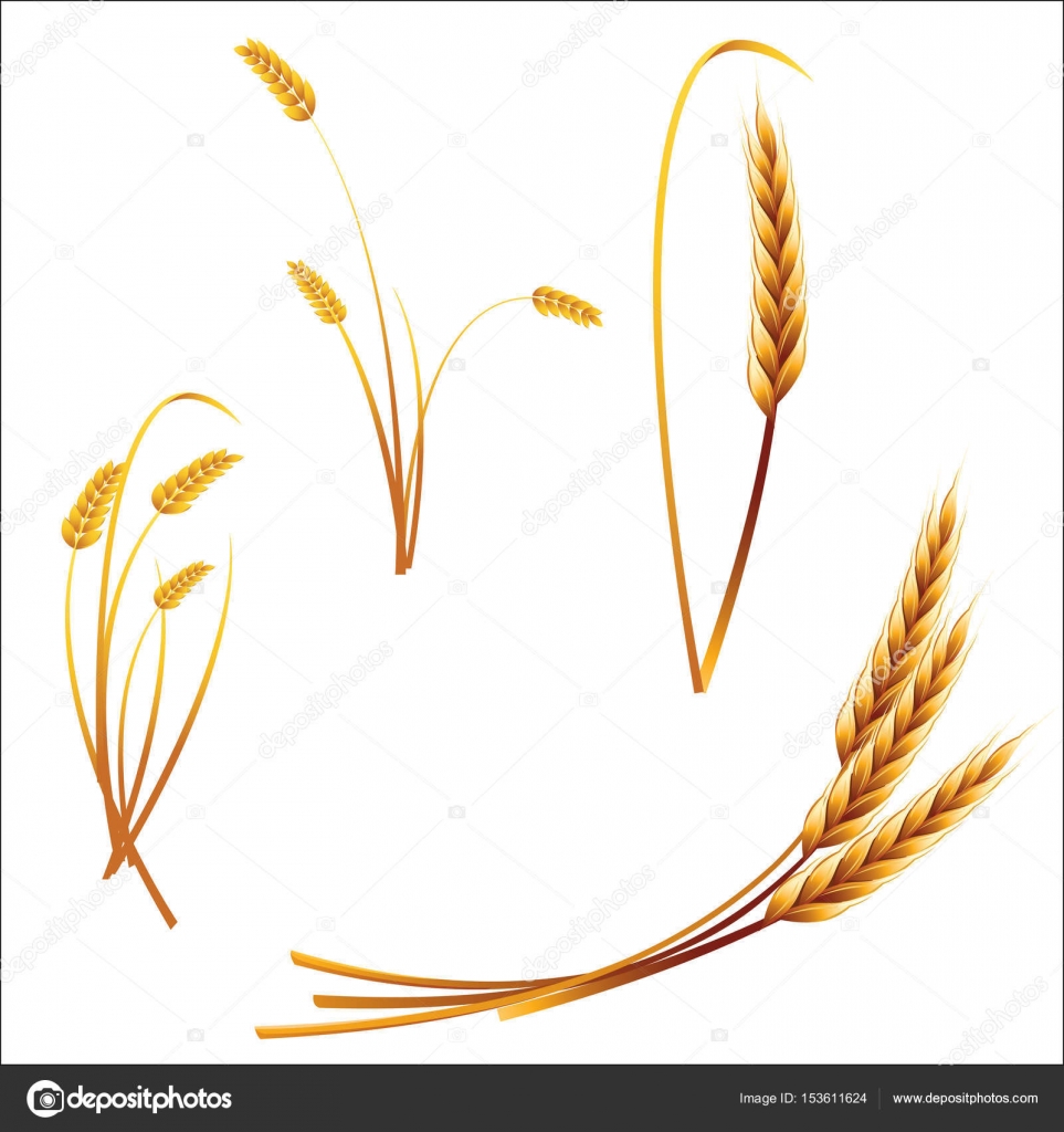 Realistic isolated spikes Stock Vector Image by ©anya.pic-o-matic.ru ...