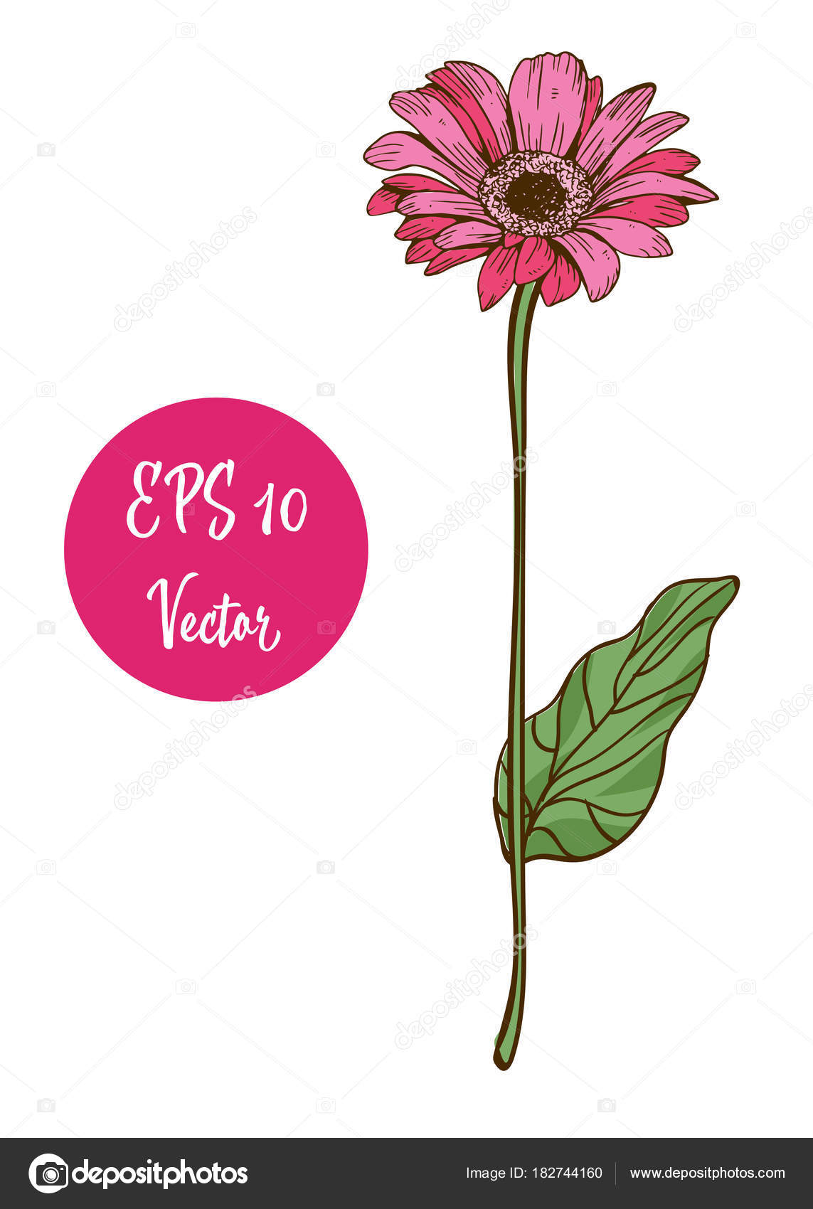 Single Daisy Flower Drawing