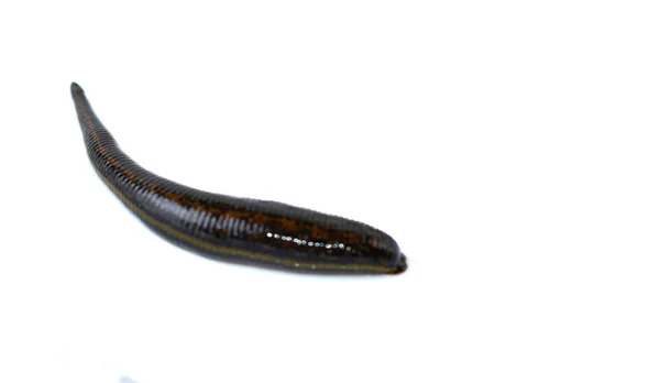Hirudothérapie, sangsue médicale sur fond blanc image libre de droit ...
