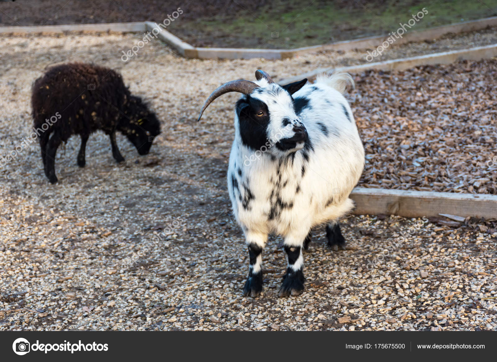 Pygmy Goat Buck