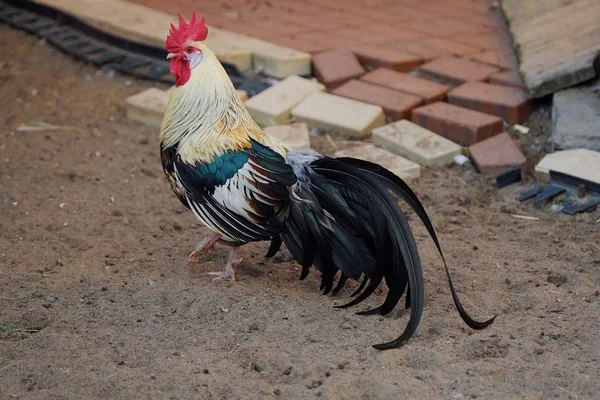 Indian hen Stock Photos, Royalty Free Indian hen Images | Depositphotos