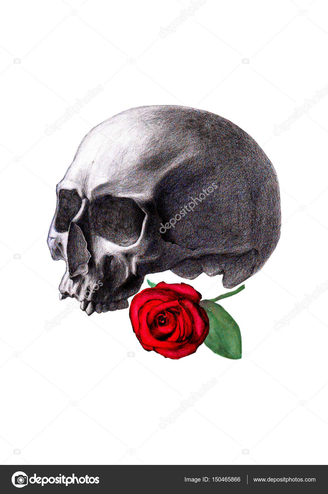 Human skull and red rose isolated on white background — Stock Photo ...
