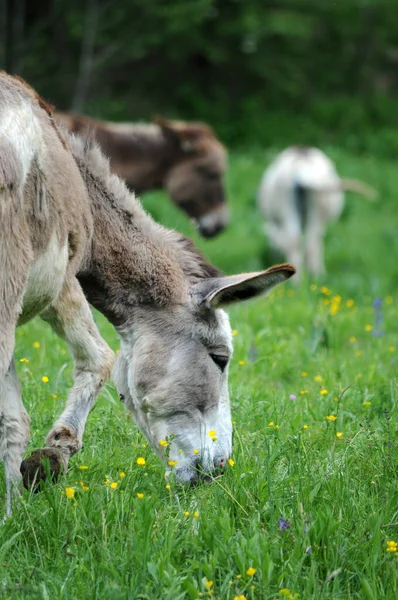 Burro corriendo Stock Photos, Royalty Free Burro corriendo Images ...
