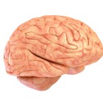 The human brain. Top view. Medical didactic anatomy illustration ...