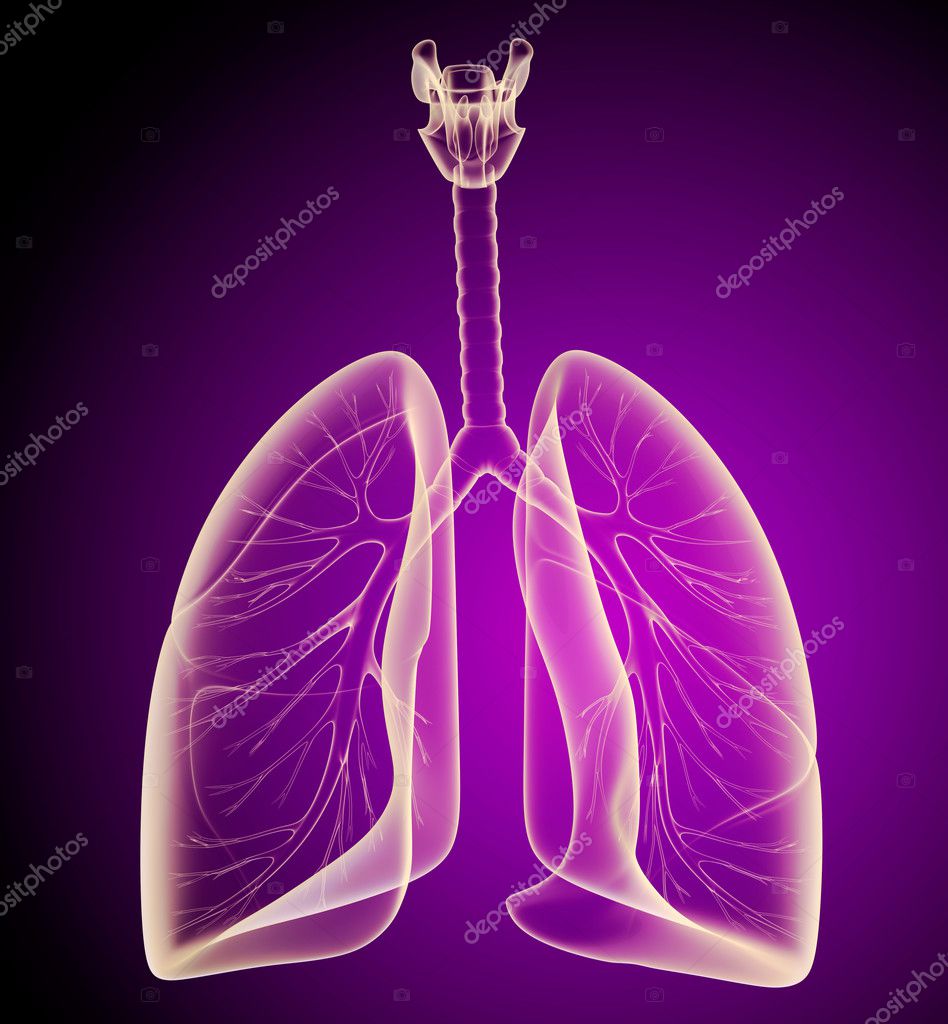 Pulmones humanos y bronquios en vista de rayos X 2024