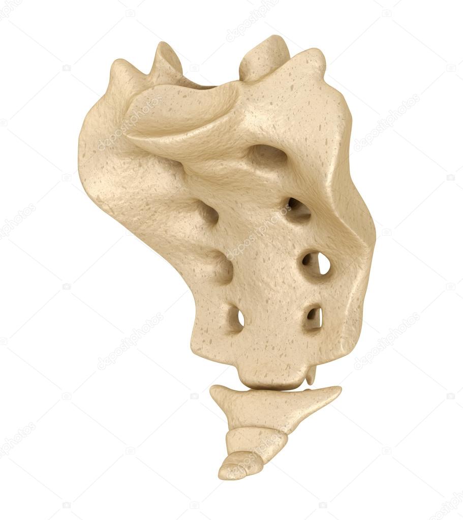 Sacrum : Medically accurate 3D illustration Stock Photo by ©Alexmit ...