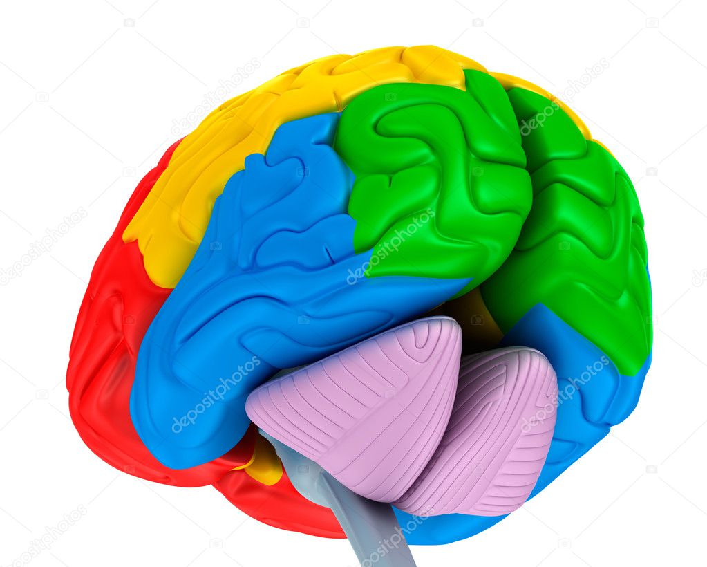 Brain lobes in different colors isolated on white . Medical accurate 3D ...