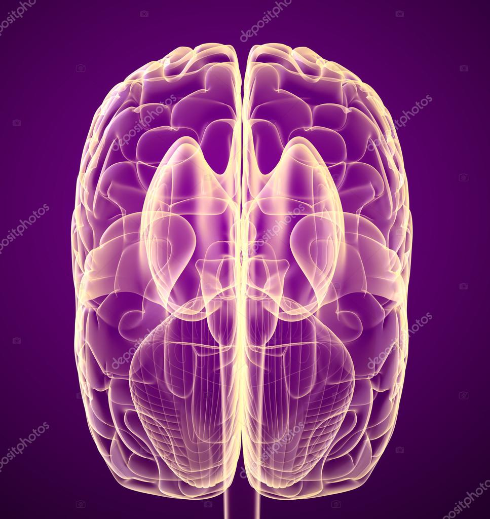 Brain x-ray scan , Medically accurate 3D illustration — Stock Photo ...