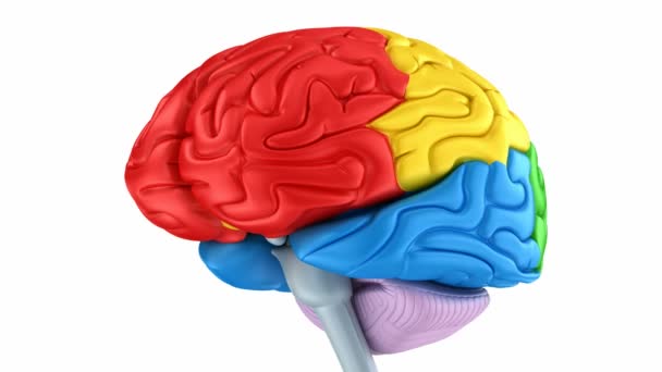 Human brain Stock Photo by ©lightsource 10534578