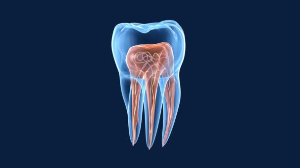 Transparent Teeth Animation Endodontics Inner Structure — Stock Video ...