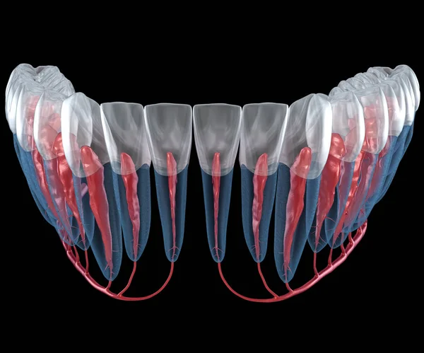 Dental Root Anatomy Xray View Medically Accurate Dental Illustration ...