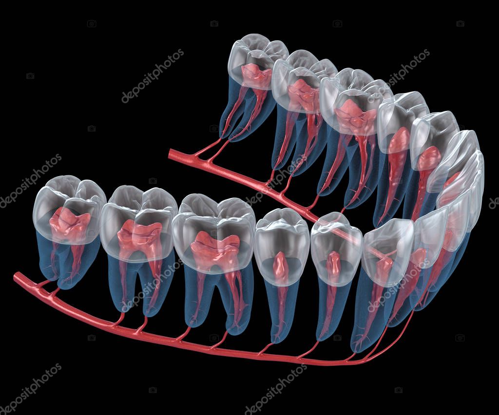 Anatomía de la raíz dental, vista de rayos X. Ilustración dental 3D ...