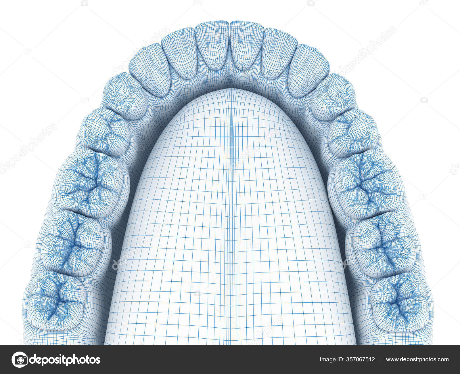 Morphologie Des Menschlichen Unterkiefers Und Der Zähne Draht Modell ...