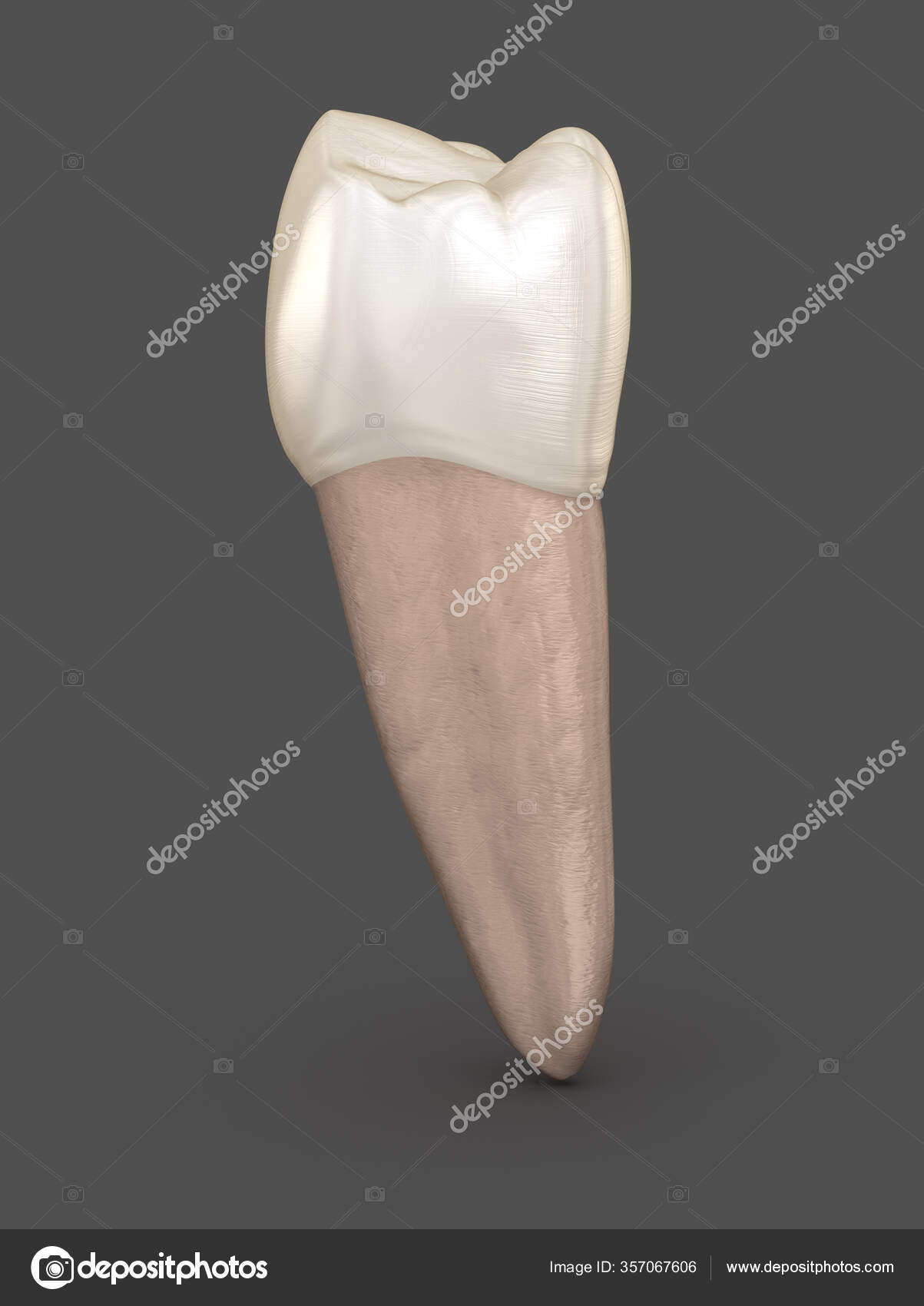 Dental Anatomy Mandibular Second Premolar Tooth Medically Accurate ...