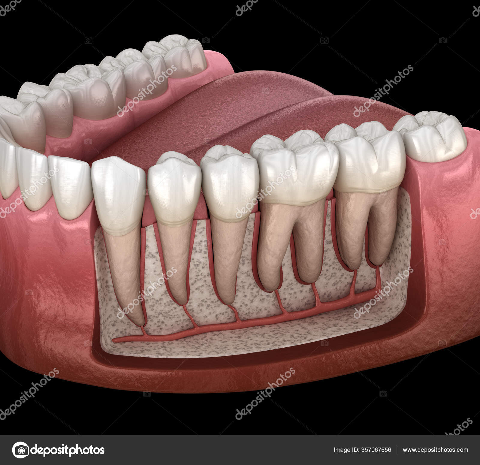 Anatomie Des Racines Dentaires Gencive Des Dents Humaines Mandibulaires ...