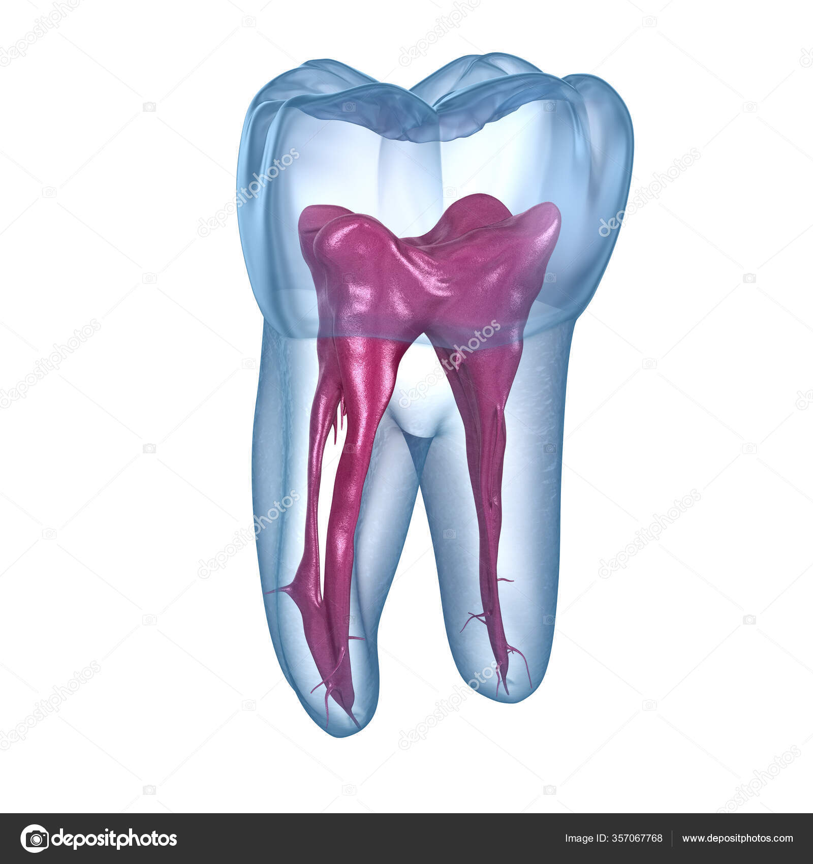 Dental Root Anatomy First Maxillary Molar Tooth Medically Accurate ...
