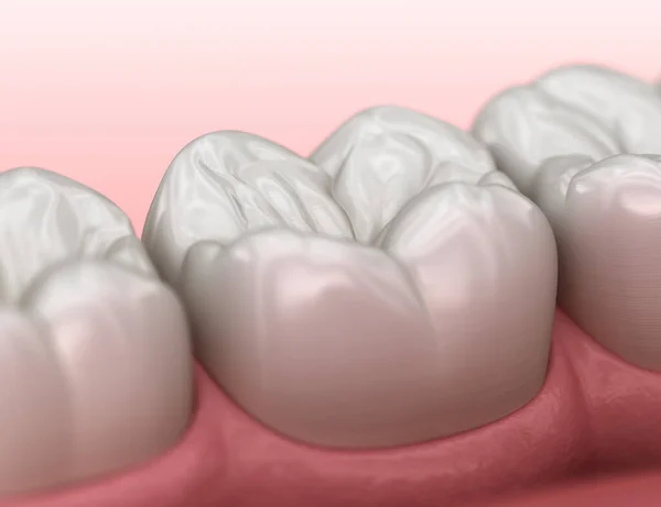 Healthy Human Teeth Normal Occlusion Macro View Medically Accurate ...