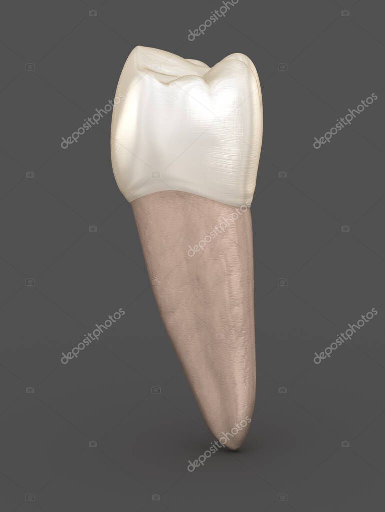 Anatomía dental: segundo diente premolar mandibular. Ilustración dental ...