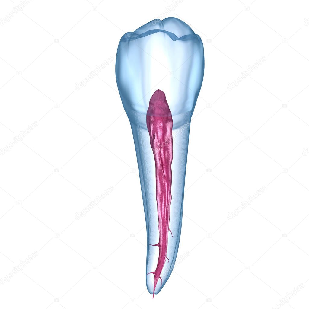 Anatomía de la raíz dental: segundo diente premolar mandibular ...