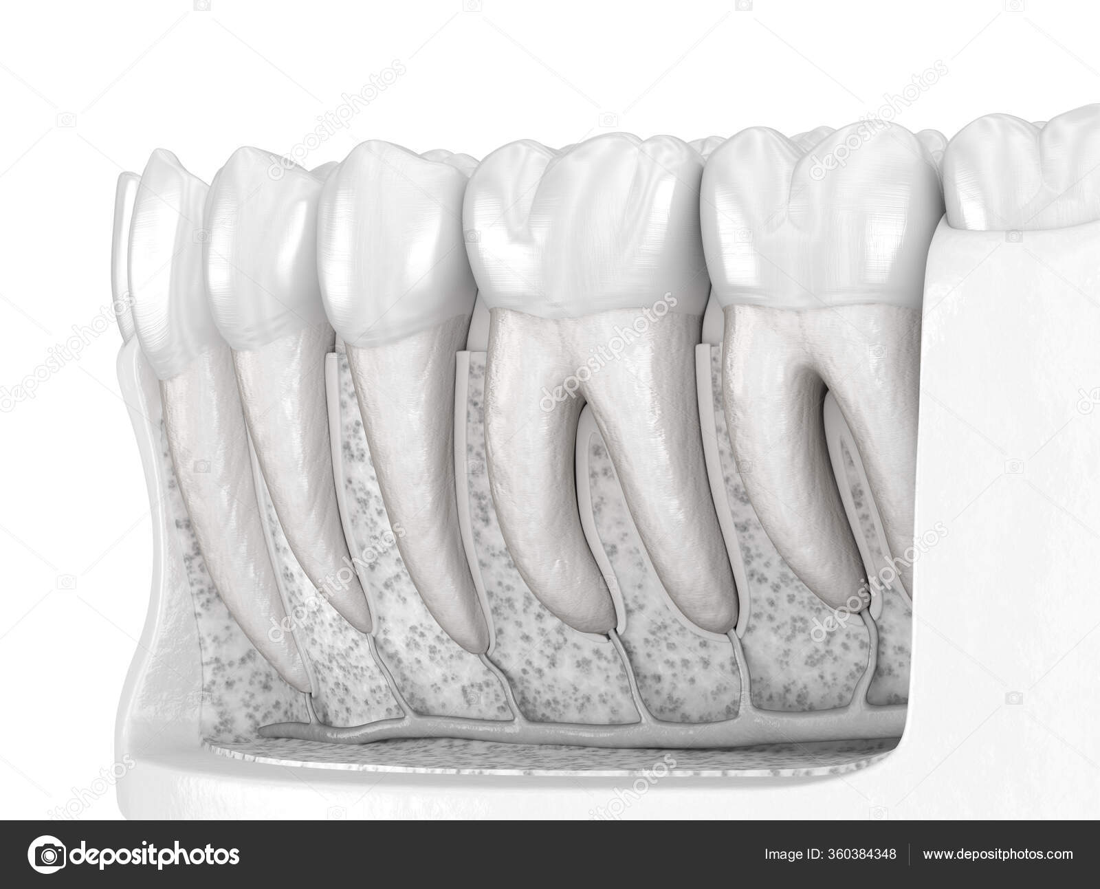 Anatomie Des Racines Dentaires Gencive Des Dents Humaines Mandibulaires ...