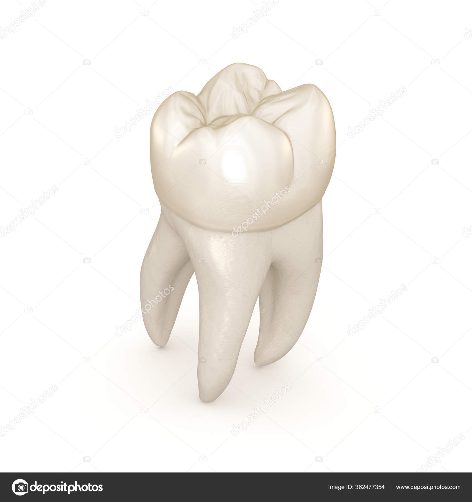 Dental Anatomy First Maxillary Molar Tooth Medically Accurate Dental ...