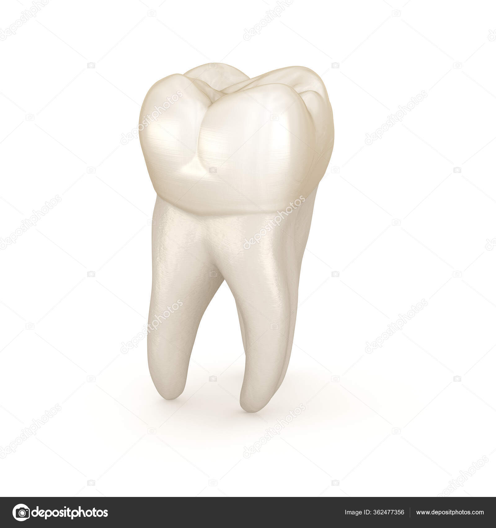 Dental Anatomy First Maxillary Molar Tooth Medically Accurate Dental ...