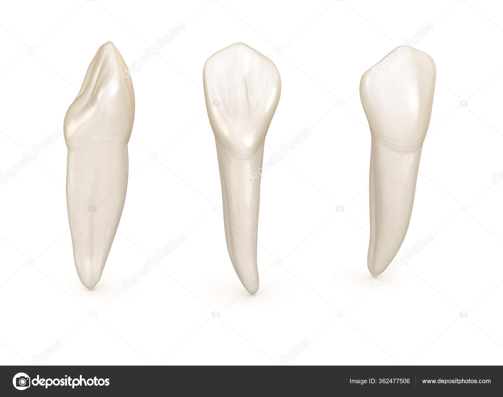 Anatomía Dental Diente Incisivo Central Maxilar Ilustración Dental ...