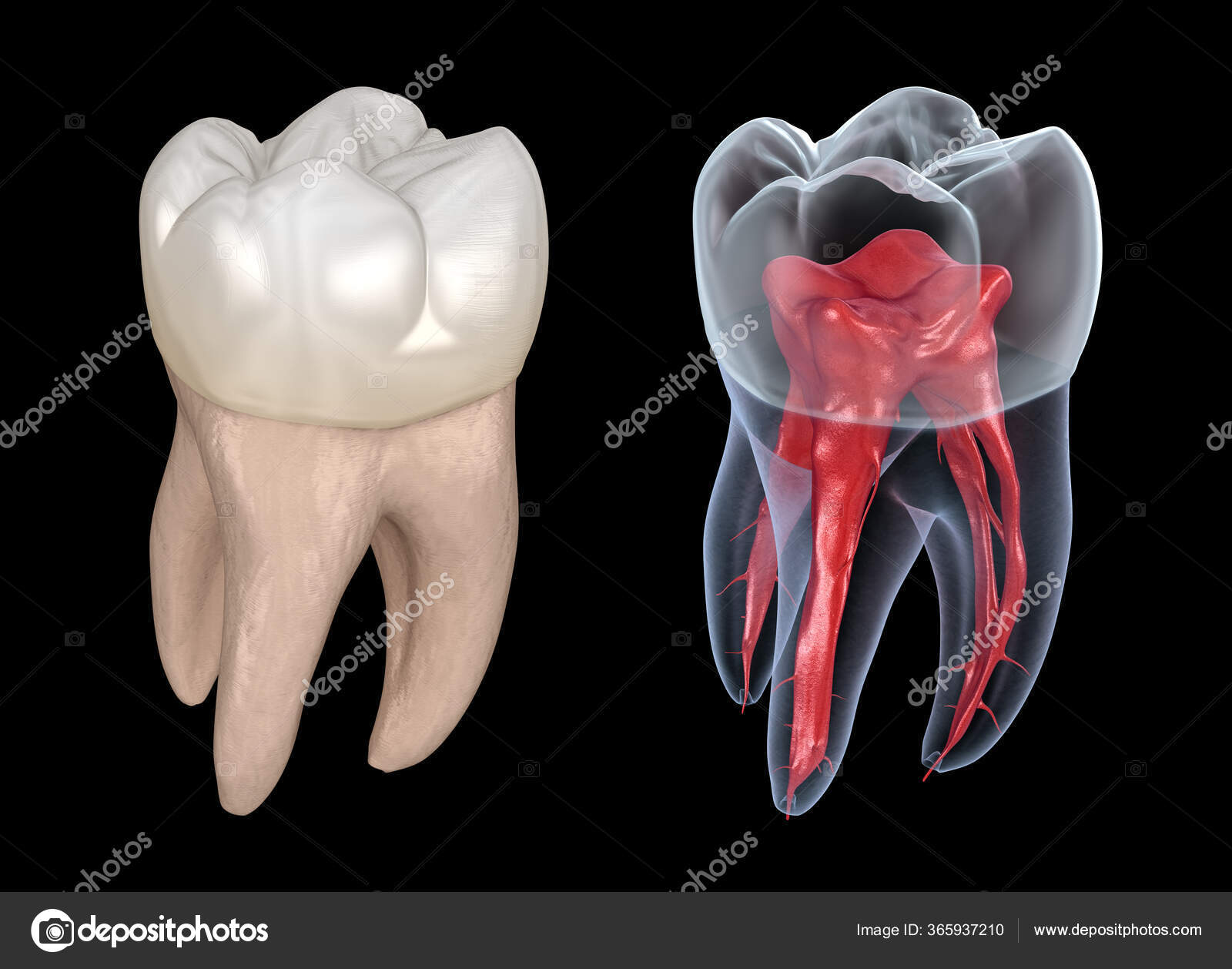 Dental Root Anatomy First Maxillary Molar Tooth Medically Accurate ...