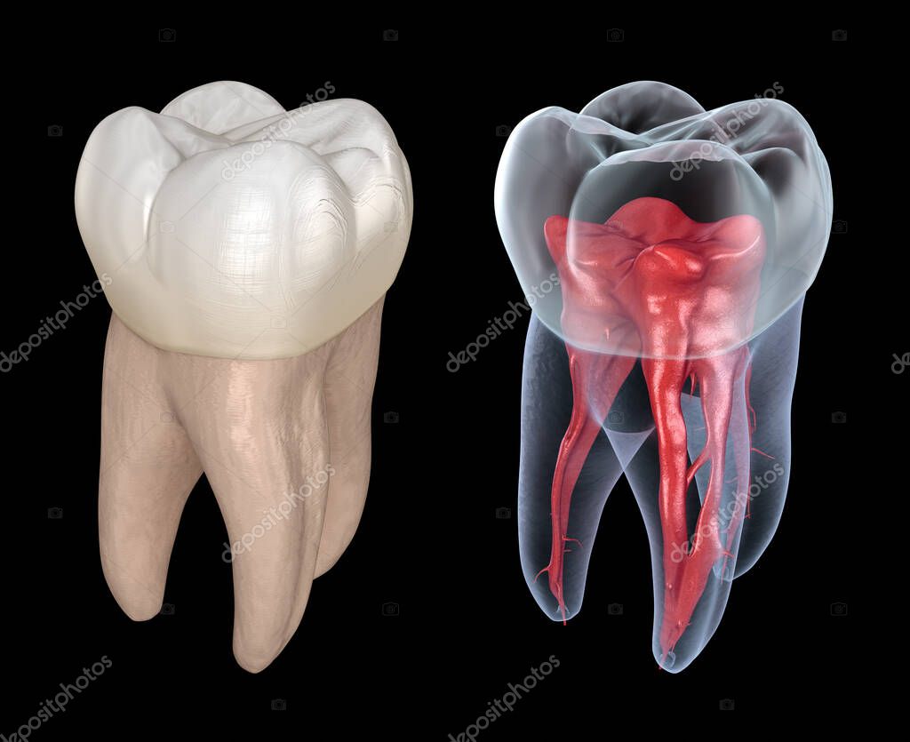 Anatomía de la raíz dental - Primer diente molar maxilar. Ilustración ...