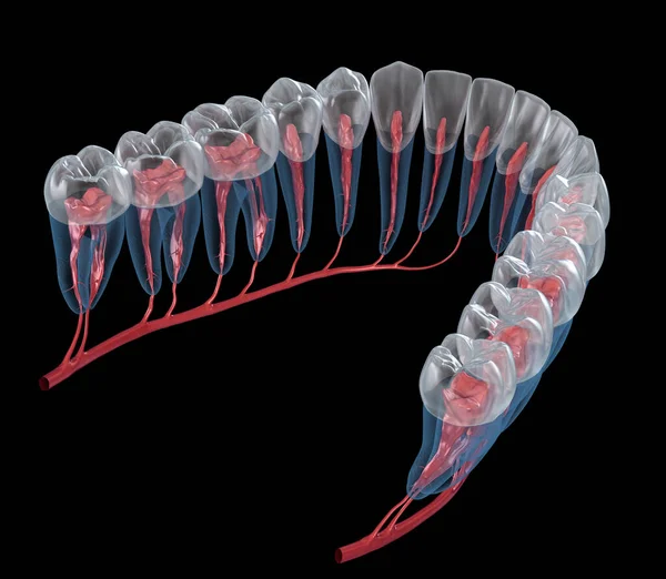 Dental Root Anatomy Xray View Medically Accurate Dental Illustration ...