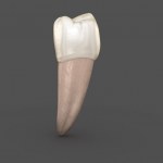 Dental Anatomy Mandibular Second Premolar Tooth Medically Accurate ...